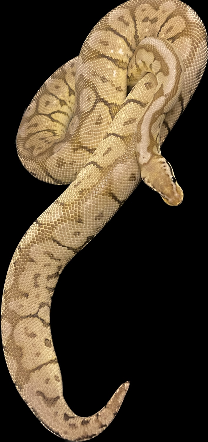 Black Widow Ball Python by Herps By Chris - MorphMarket