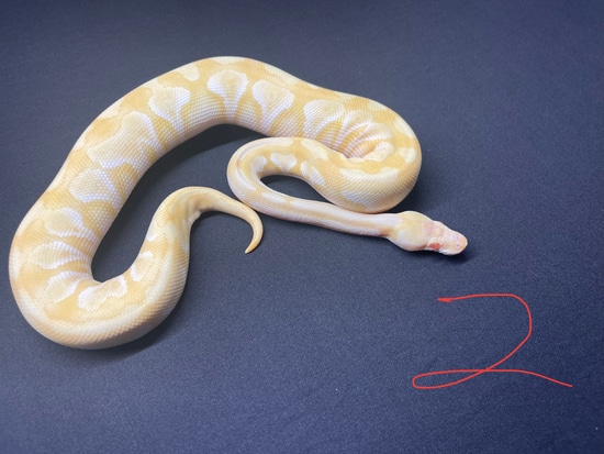 Albino Lesser Ball Python by Spirit Serpents