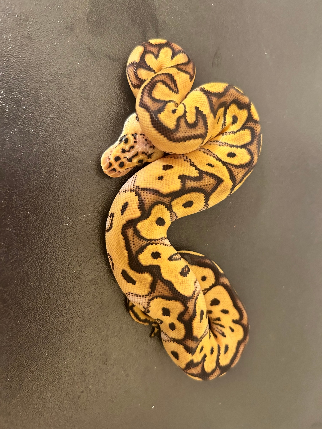 Pastel Clown Ball Python by Herps By Chris - MorphMarket