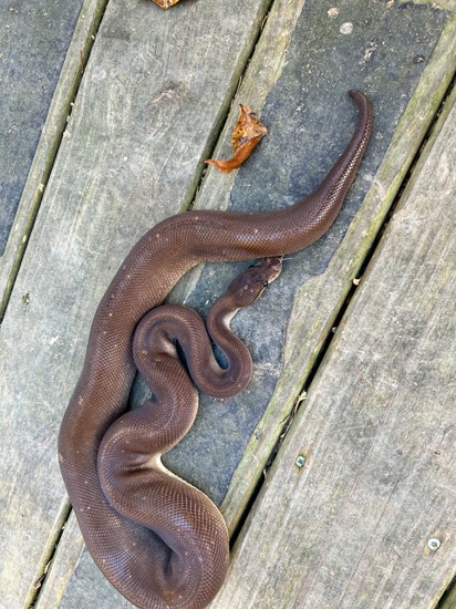 2019 Male 8 Ball Ball Python by Spirit Serpents