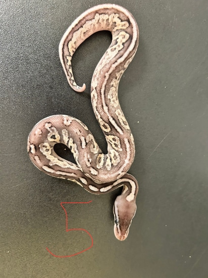 Silver Streak YB Or Specter Ball Python by Spirit Serpents