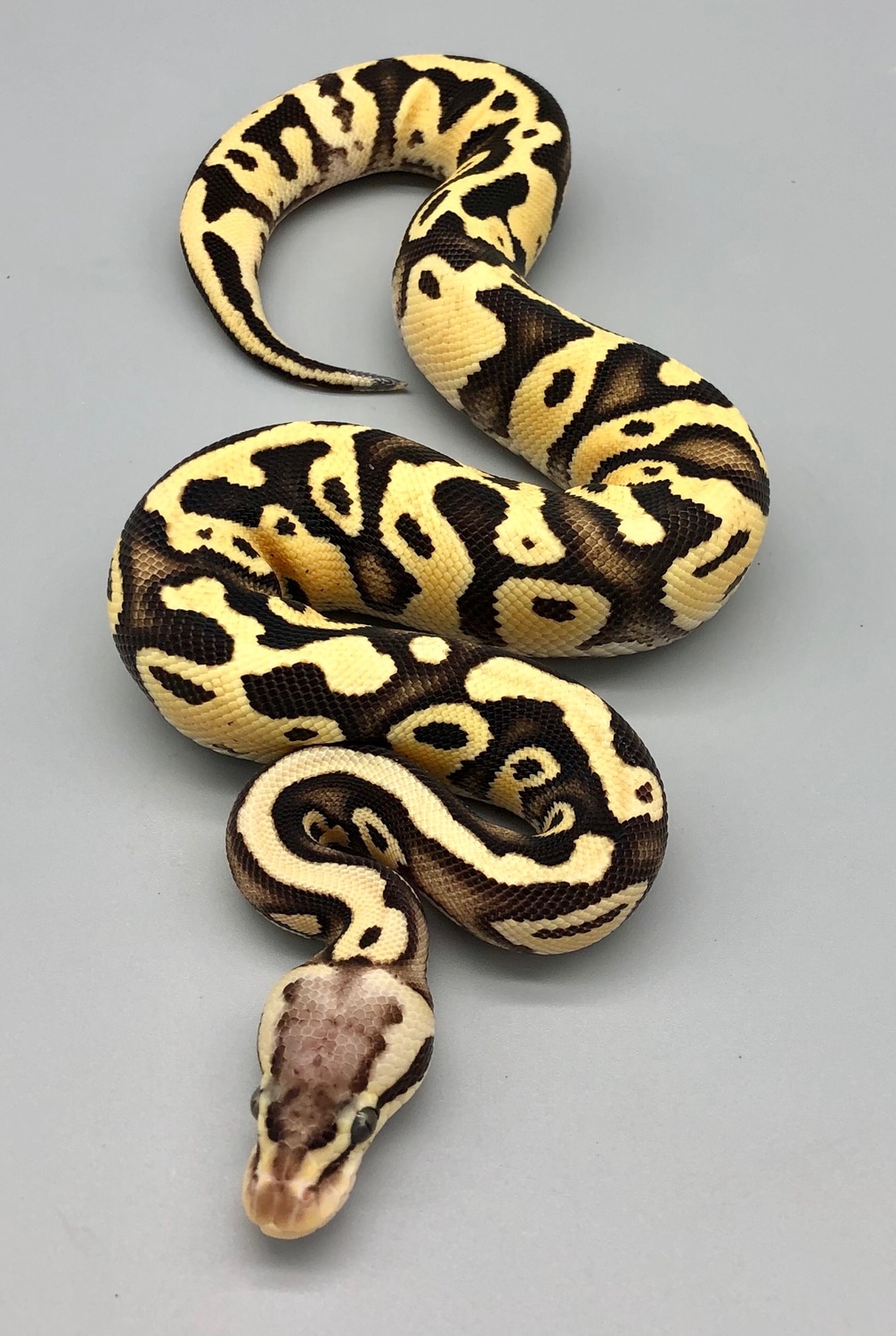 Firefly Yellowbelly Het Clown Ball Python by Herps Etc Reptiles ...