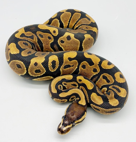 Scaleless Head Het Pied Het Albino Ball Python by Herps Etc Reptiles