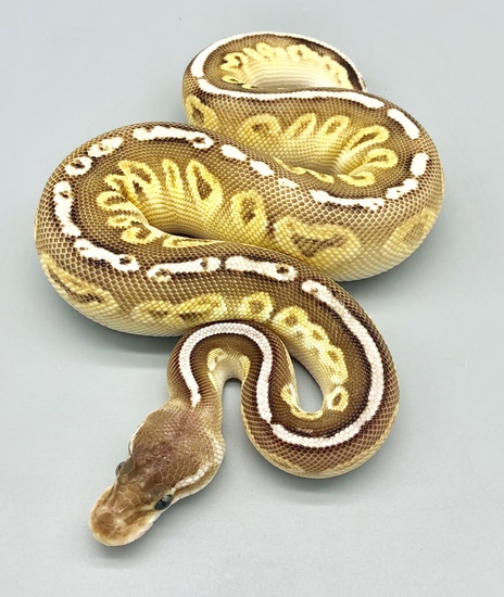 Cypress Pewter Honey Ball Python by Herps Etc Reptiles