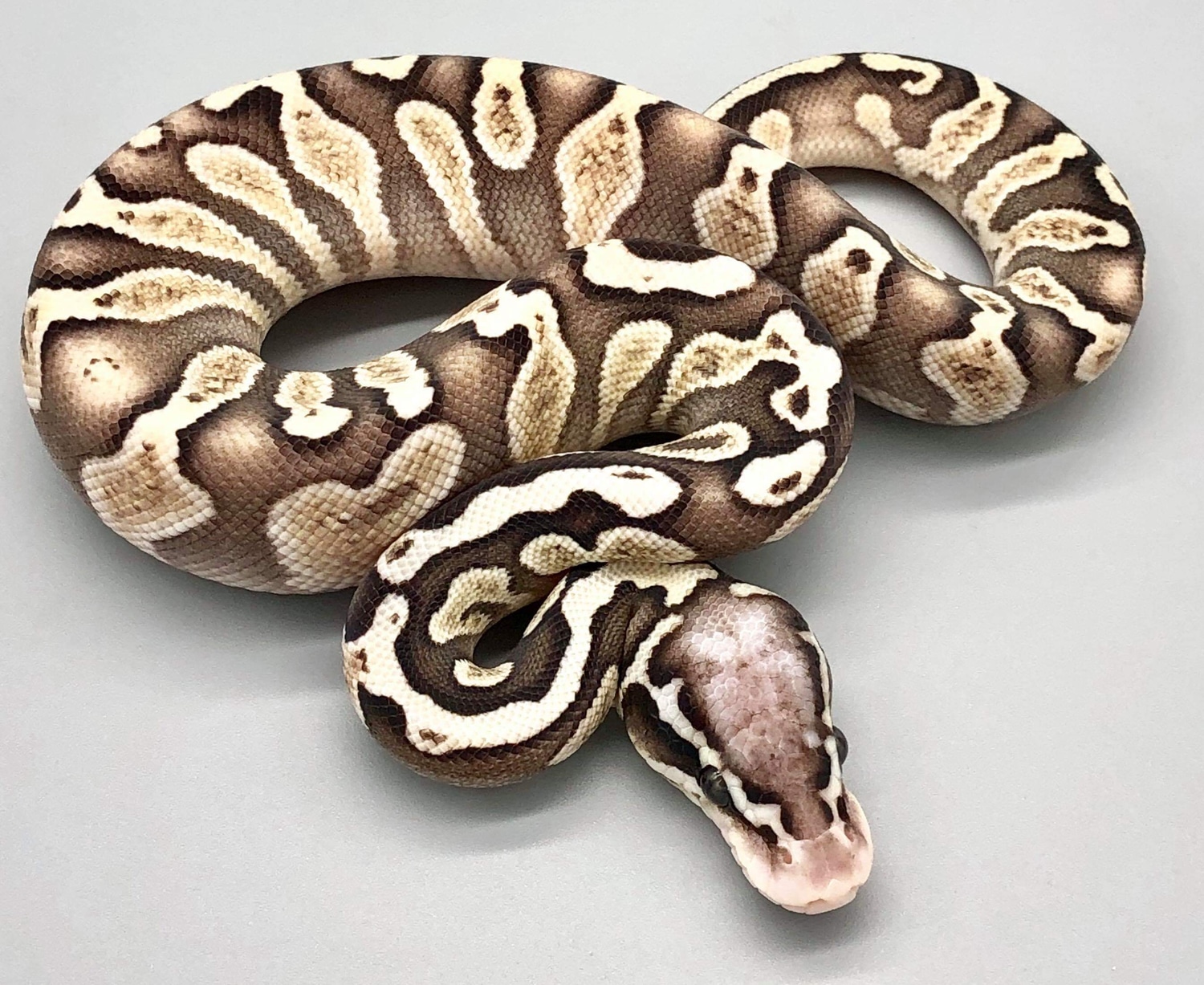 Pastel Lesser GHI YB/Asphalt Ball Python by Herps Etc Reptiles ...