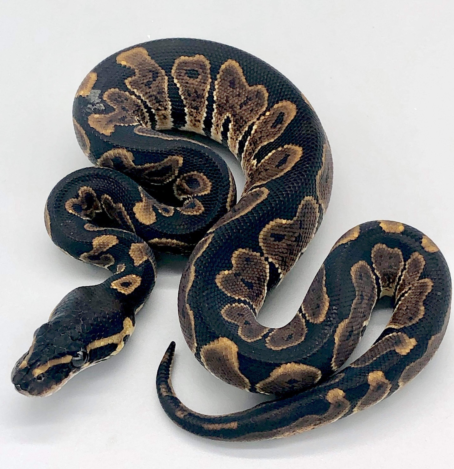 Black Adder Ball Python by Herps Etc Reptiles - MorphMarket