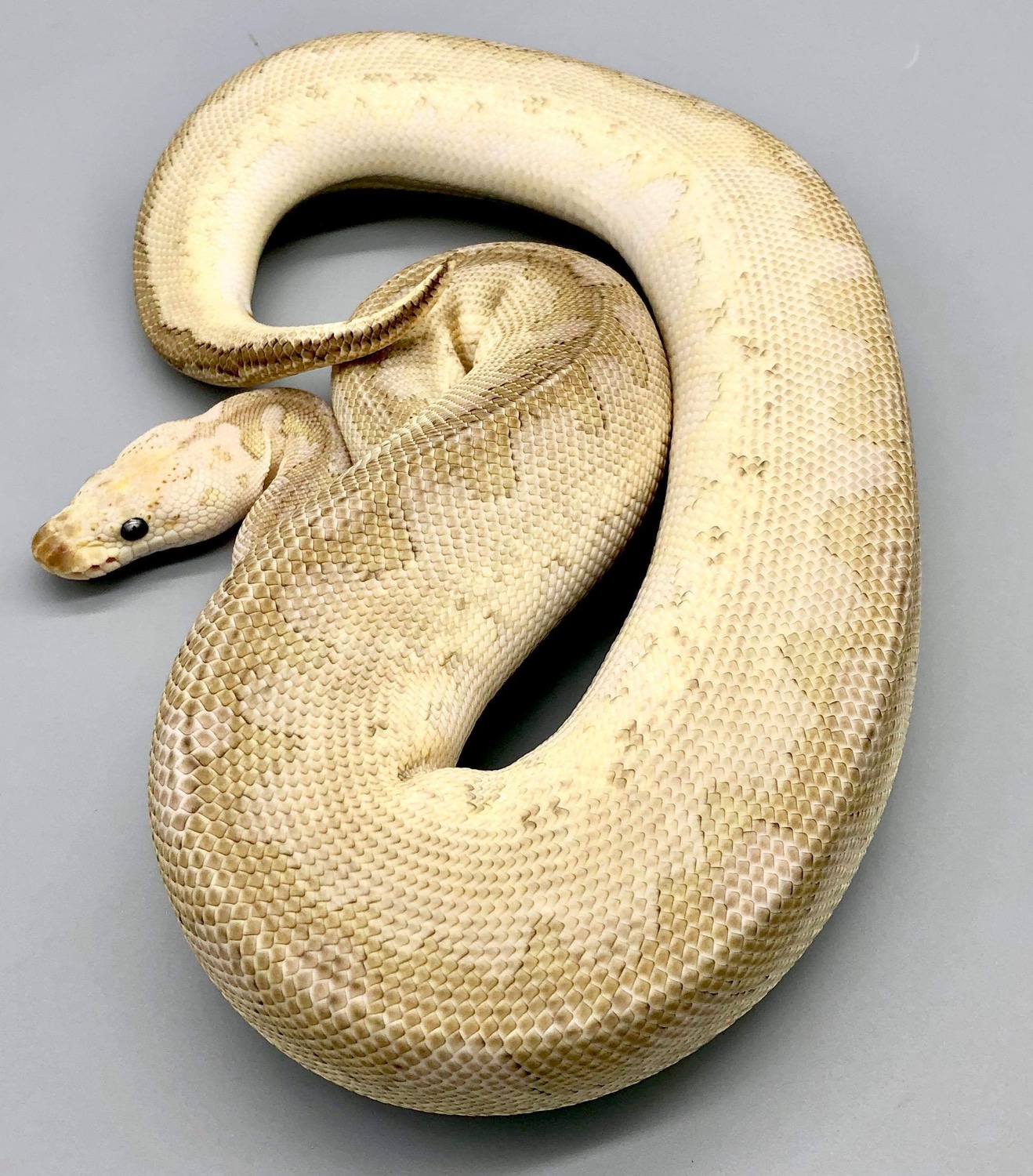 Pastel Bamboo Clown Ball Python by Herps Etc Reptiles - MorphMarket