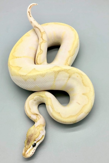 Super Pastel Black Pastel Yellowbell Bamboo Prob Calico Ball Python by Herps Etc Reptiles