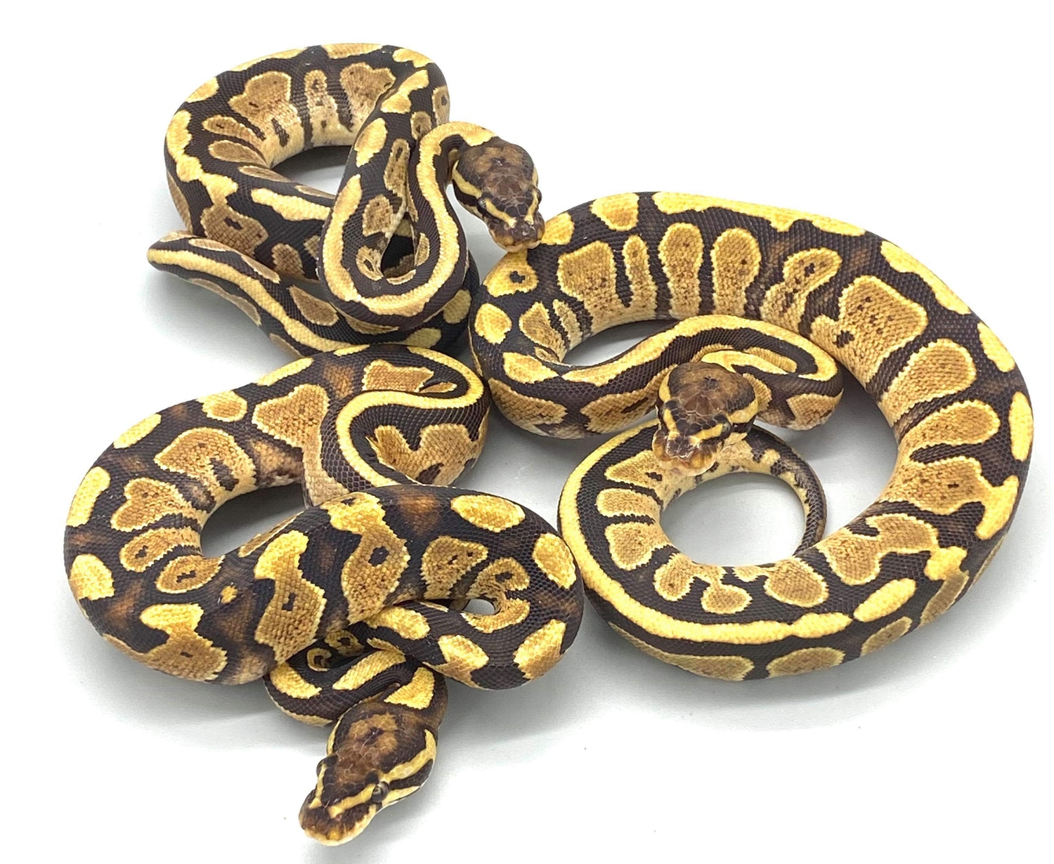 Fire Het Sunset Ball Python by Herps Etc Reptiles - MorphMarket