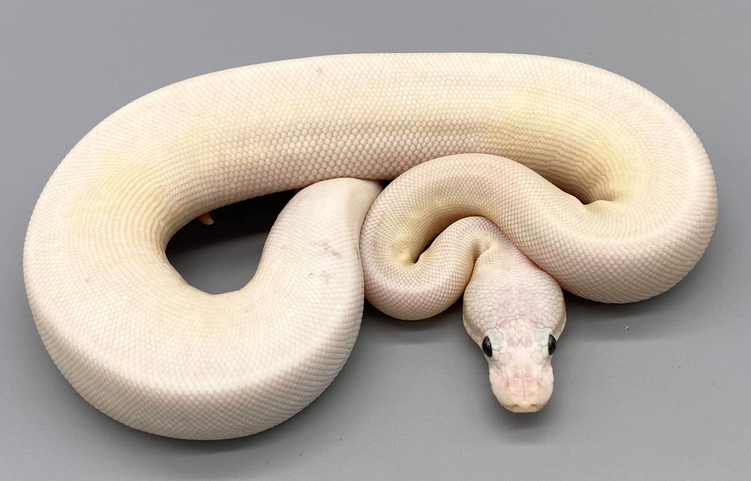 Pastel Banana Puma Ball Python by Herps Etc Reptiles - MorphMarket