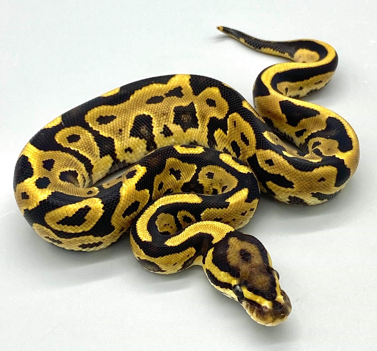 Leopard Fire Het VPI Axanthic Ball Python by Herps Etc Reptiles ...