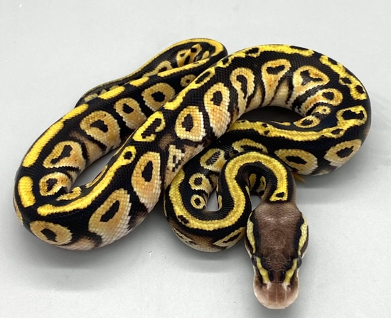 Pastel Honey Cypress Ball Python by Herps Etc Reptiles