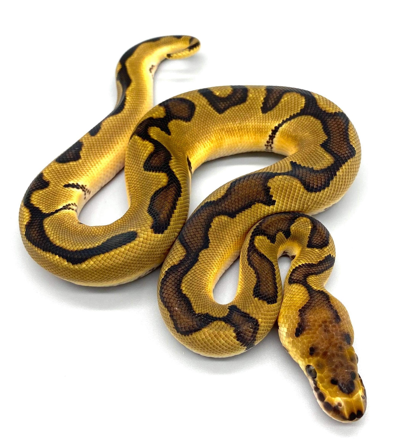 Enchi Blade Clown Ball Python by Herps Etc Reptiles - MorphMarket