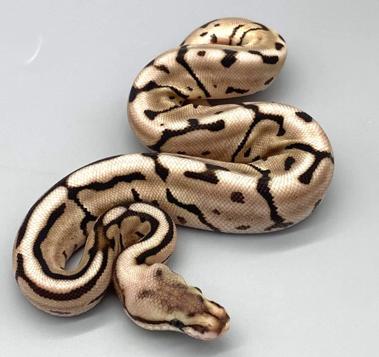 Spider Leopard Cinnamon Vanilla Ball Python by Herps Etc Reptiles
