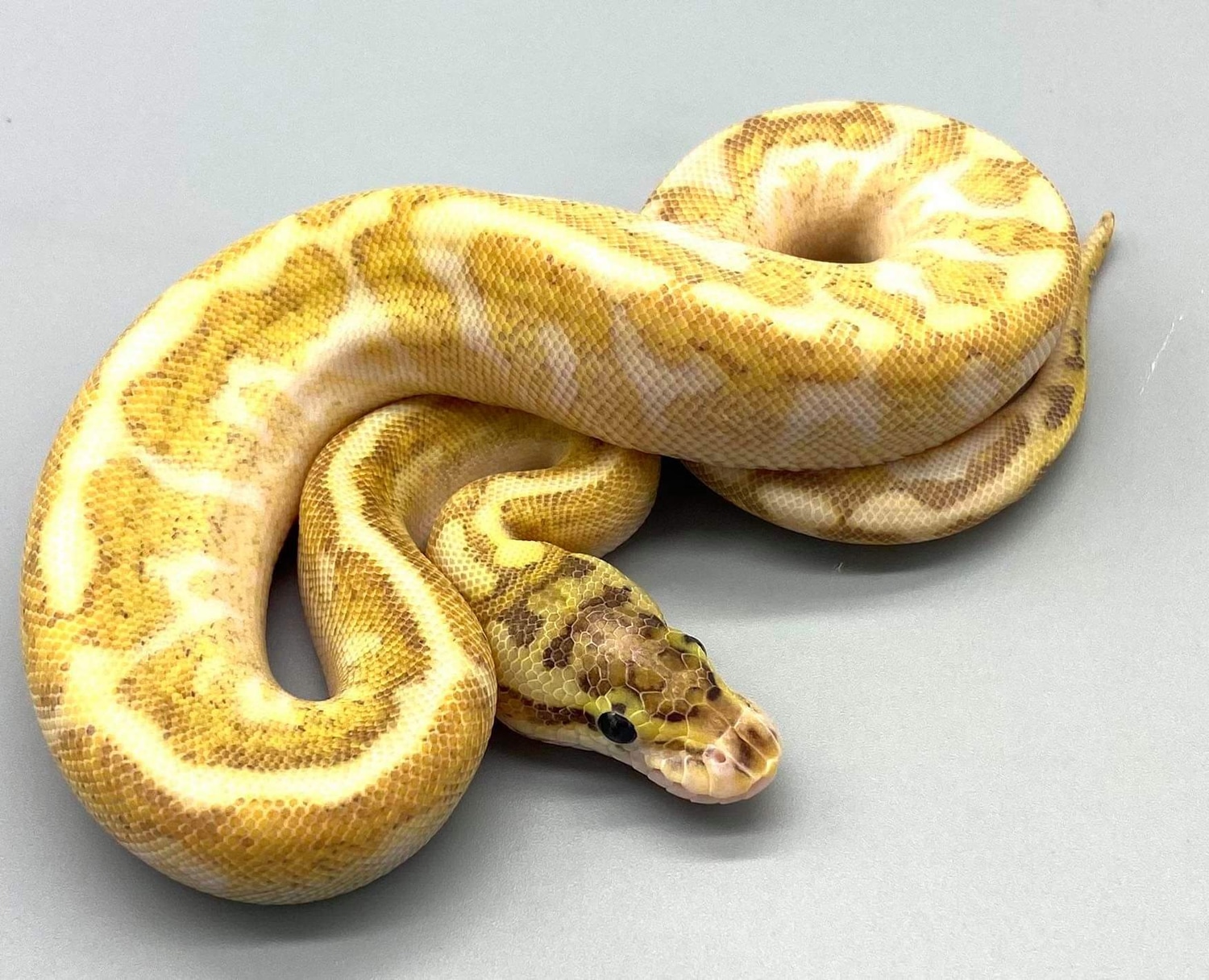 Spider Highway Ball Python by Herps Etc Reptiles - MorphMarket