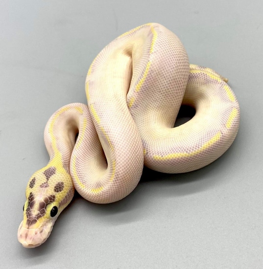 Super Enchi Fire Ivory Poss Leopard Ball Python by Herps Etc Reptiles