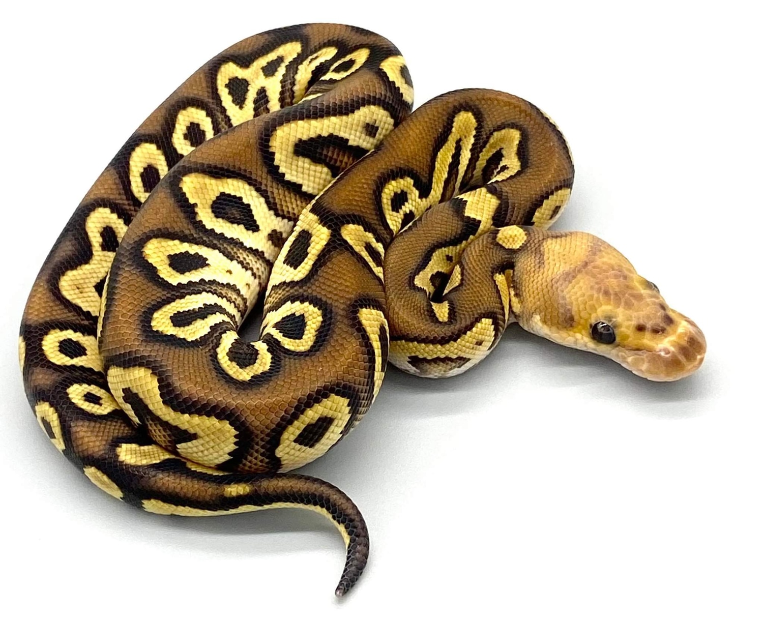 Cypress Vanilla/Honey Clown Ball Python by Herps Etc Reptiles - MorphMarket