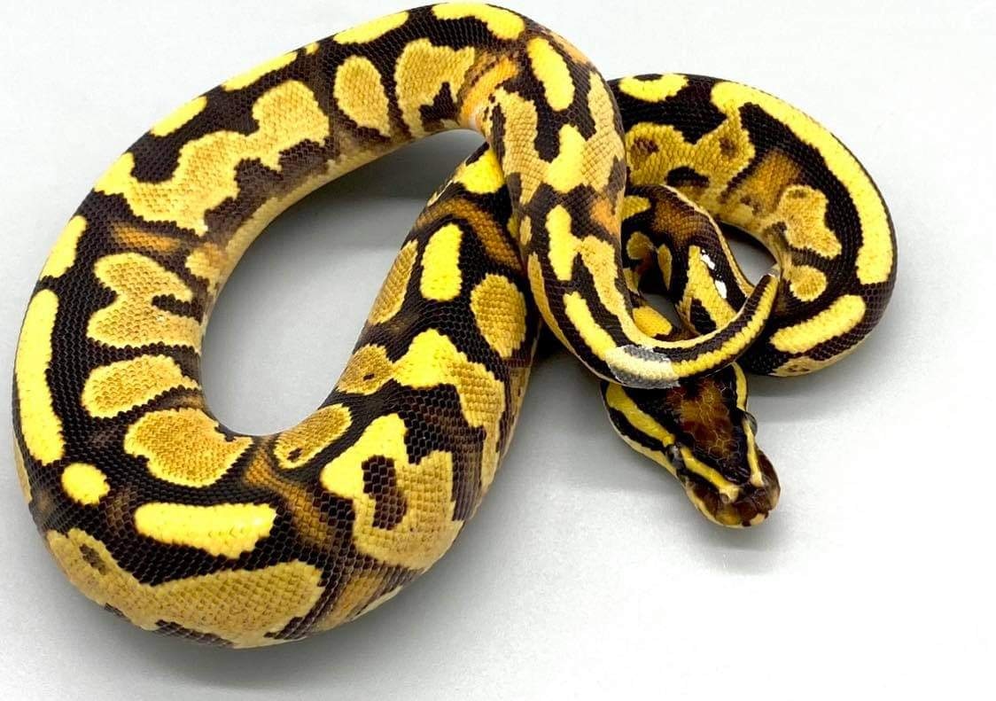 Enchi YB OD Ball Python by Herps Etc Reptiles - MorphMarket