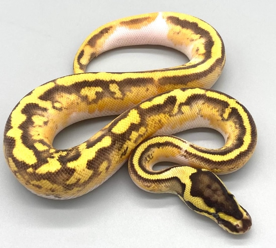 Firefly Enchi Pied Ball Python by Herps Etc Reptiles
