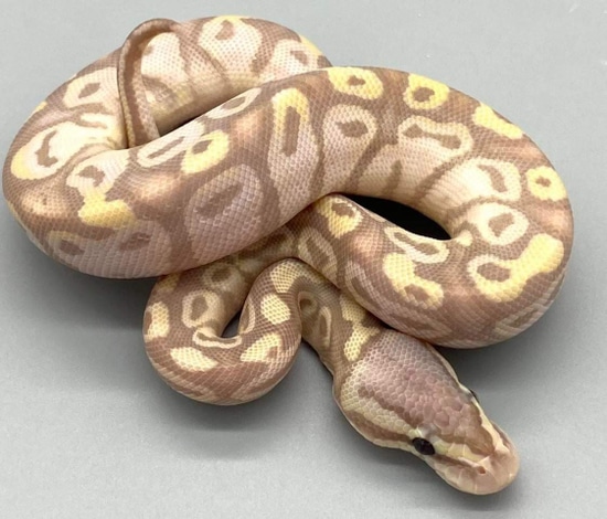 Pastel Banana Het Sunset Ball Python by Herps Etc Reptiles