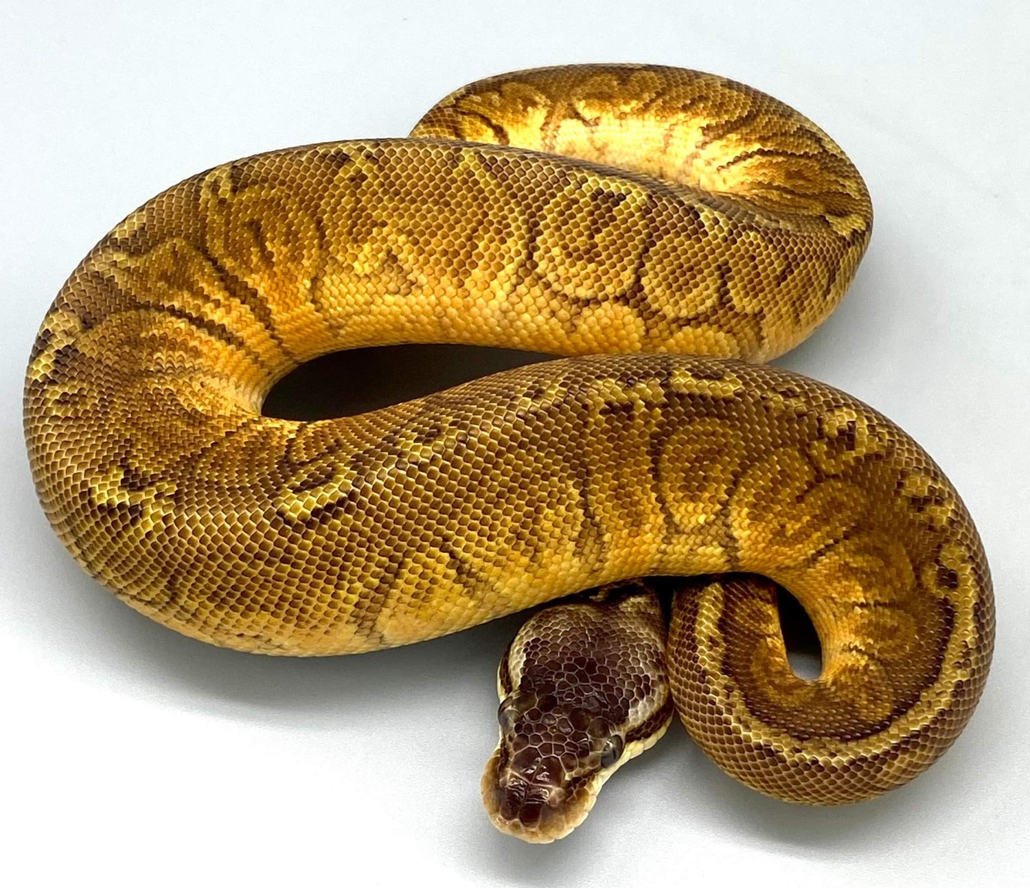 Pastel Sunset Ball Python by Herps Etc Reptiles - MorphMarket
