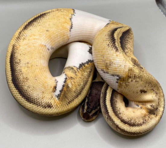Super Pastel Pied Ball Python by Herps Etc Reptiles