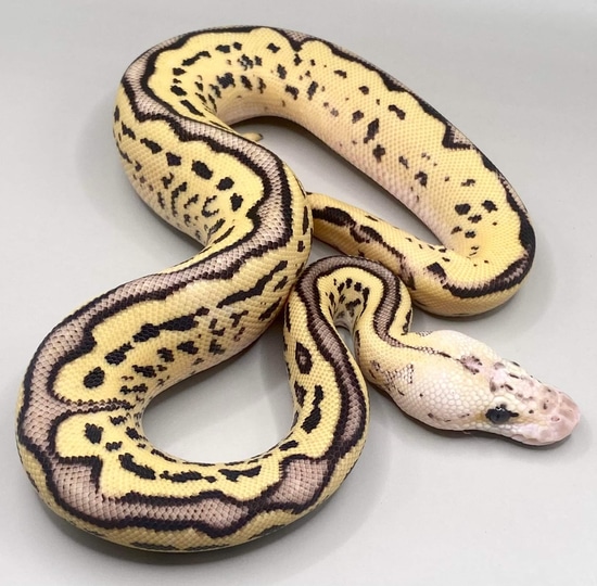 Pastel Leopard Fire YB Clown Ball Python by Herps Etc Reptiles