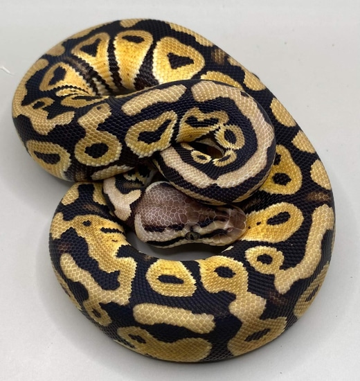 Pastel Dh Sunset Clown Ball Python by Herps Etc Reptiles
