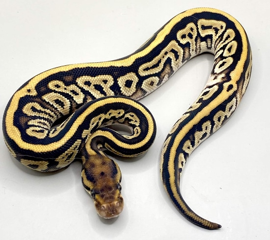 Cypress Leopard Honey Ball Python by Herps Etc Reptiles