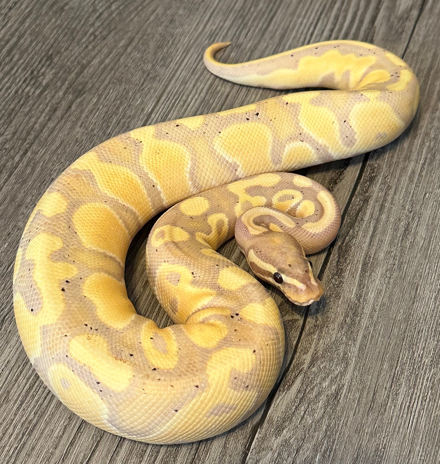Banana %100 Het Pied Ball Python by Herps Etc Reptiles - MorphMarket