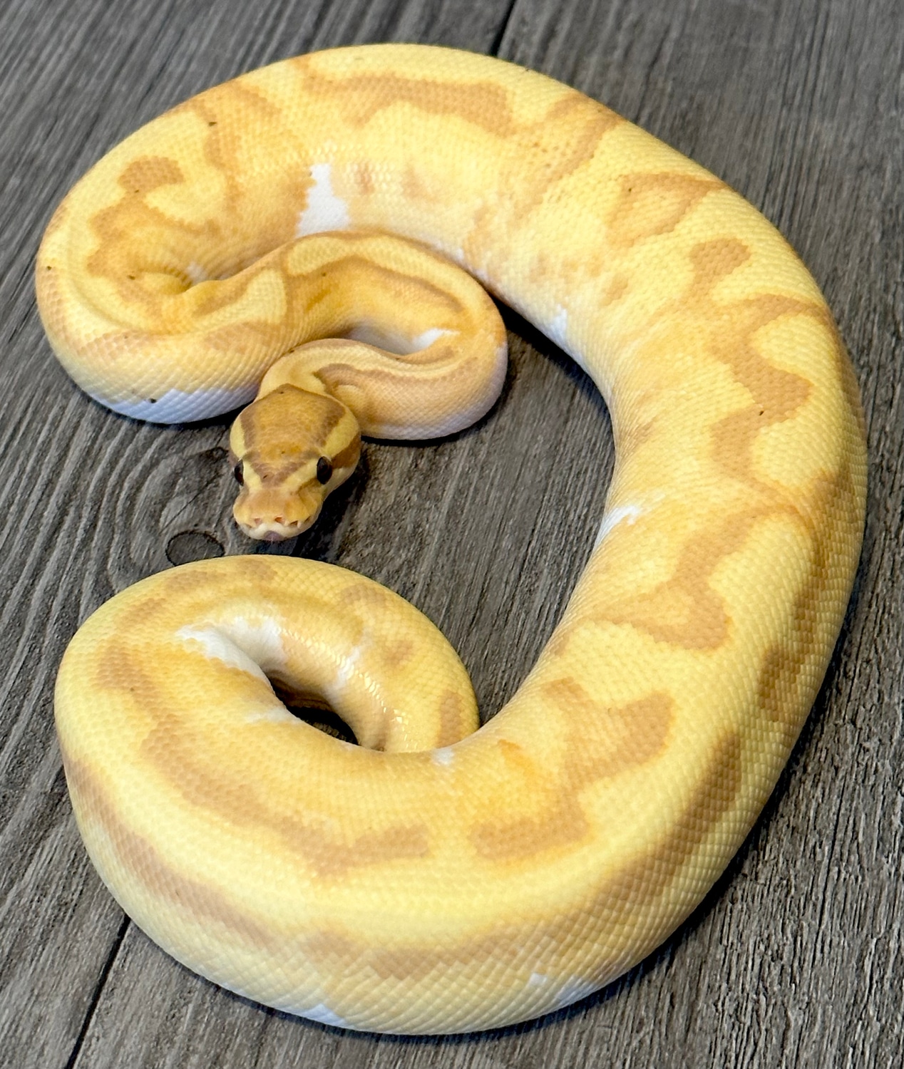 Enchi Banana Pied Ball Python by Herps Etc Reptiles - MorphMarket