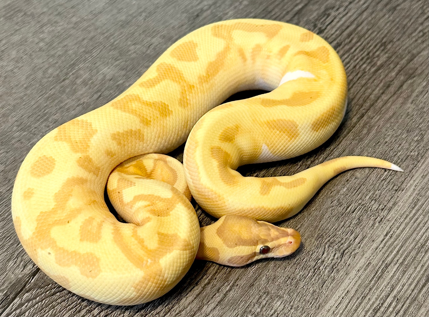 Enchi Banana Pied Ball Python by Herps Etc Reptiles - MorphMarket