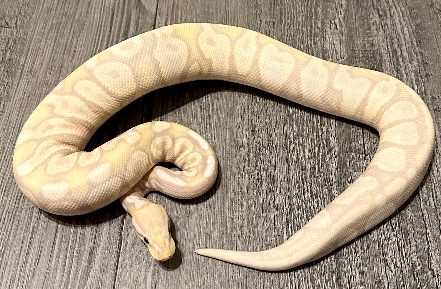 Super Pastel Chocolate 66 Het Clown Ball Python by Herps Etc Reptiles ...