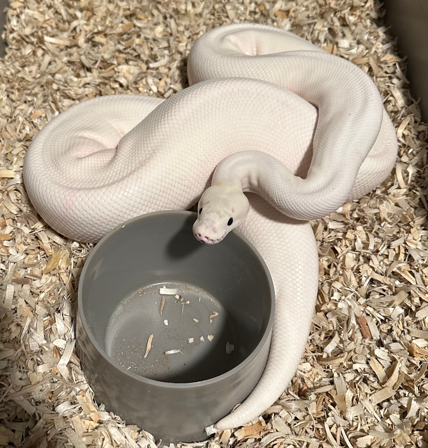 Ivory Enchi Lesser Ball Python by Herps Etc Reptiles - MorphMarket