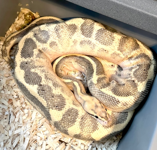 Freeway Orange Dream Fire Leopard Ball Python by Herps Etc Reptiles