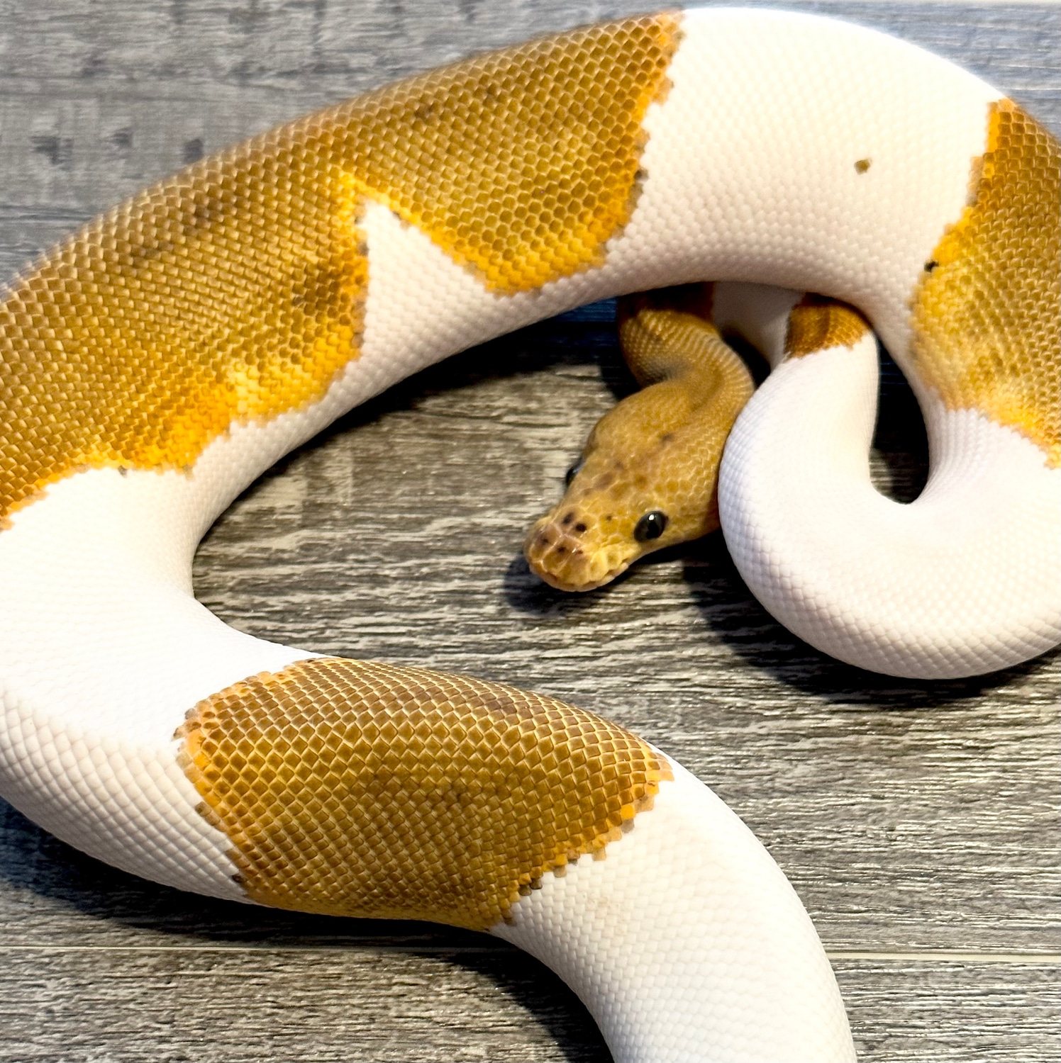 Clown Pied Pinstripe %100 Het Ghost Ball Python by Herps Etc Reptiles ...