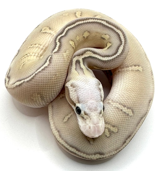 Stranger Super Pastel Lesser %100 Het Clown Ball Python by Herps Etc ...