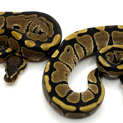 Herps Etc Reptiles - MorphMarket