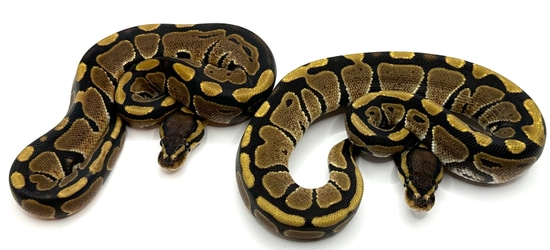 100 Double Het Puzzle Ultramel (Pair) Ball Python by Herps Etc Reptiles