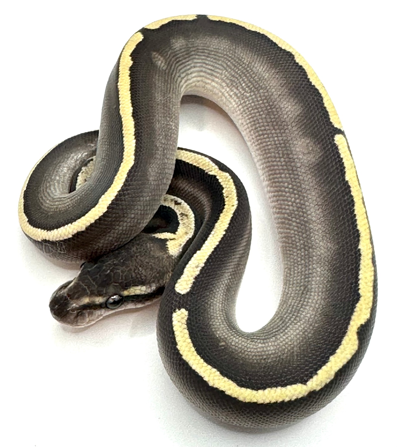 Ghi Mojave %100 Dh Clown Pied Ball Python by Herps Etc Reptiles ...