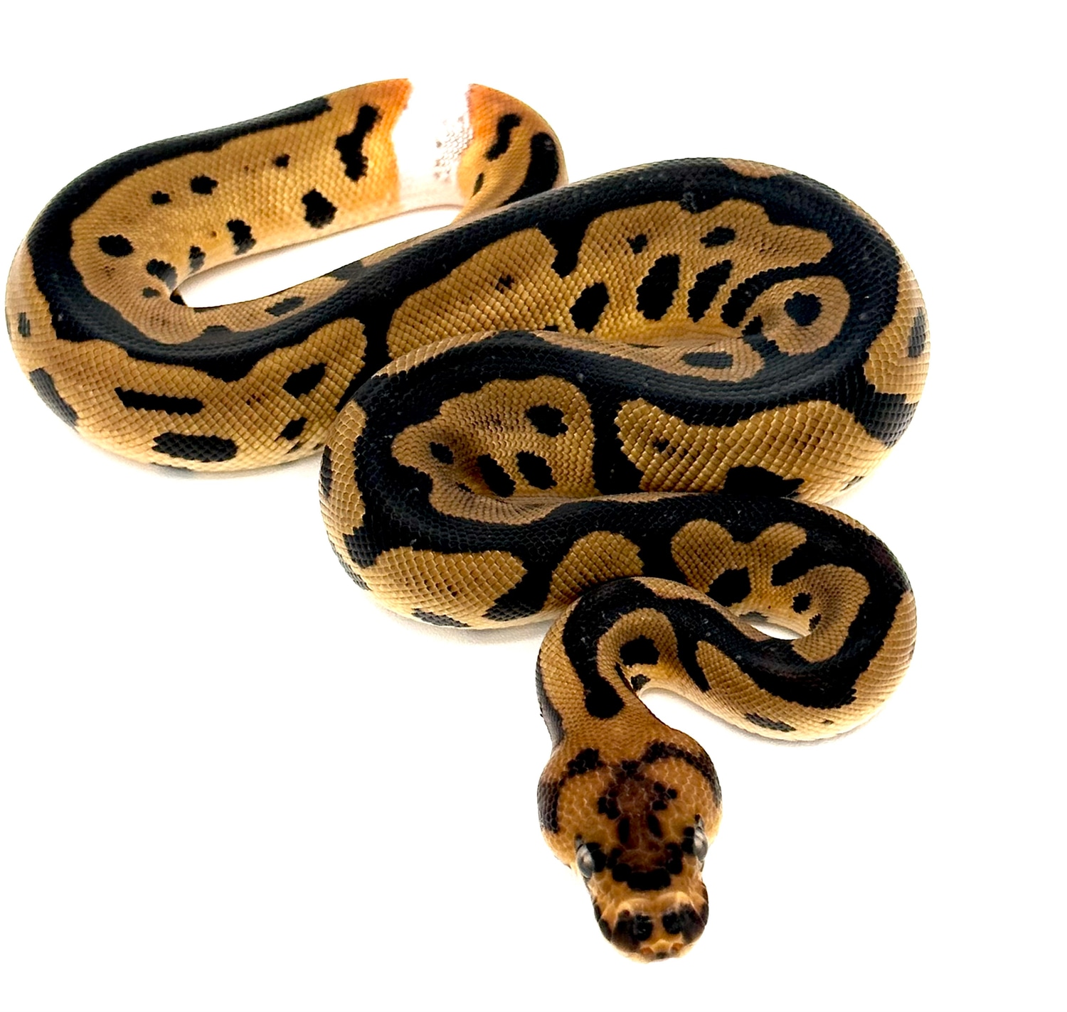 Clown Blackhead Leopard %100 Het Pied Ball Python by Herps Etc Reptiles ...