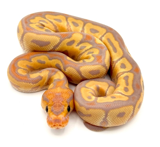 Clown Wookie Banana (Female Maker) Ball Python by Herps Etc Reptiles