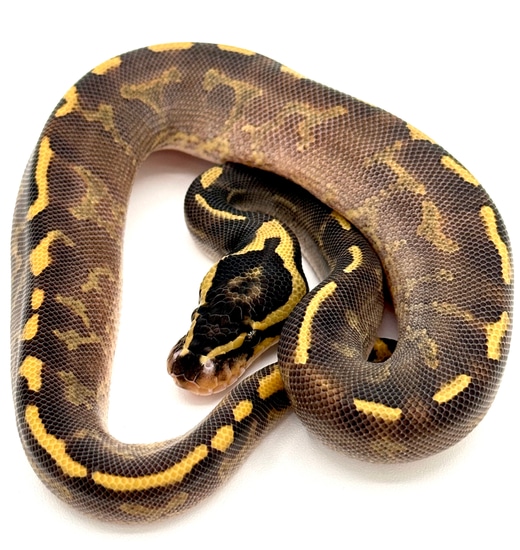 Freeway Ghi Enchi Ball Python by Herps Etc Reptiles