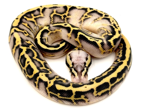 Freeway Leopard Ghi Pastel Fire Ball Python by Herps Etc Reptiles