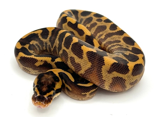 Freeway Leopard Orange Dream Ball Python by Herps Etc Reptiles