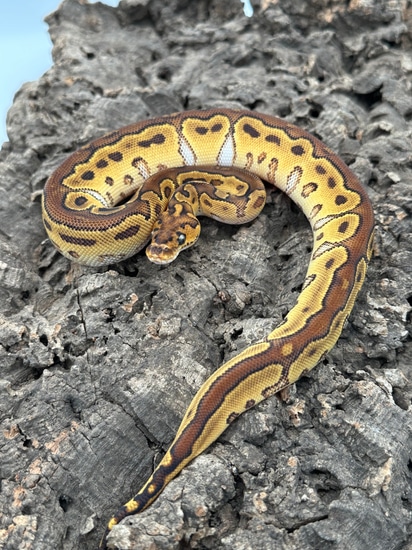 Clown Bongo Enchi Ball Python by Herps Etc Reptiles