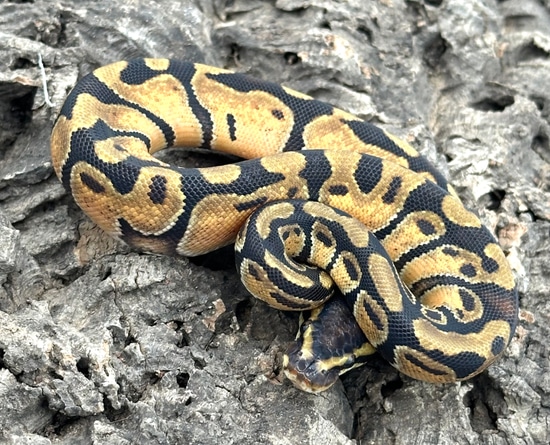 Enchi Yellowbelly %100 Het Sunset Ball Python by Herps Etc Reptiles