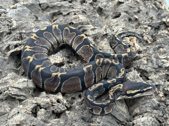 Ghi %100 Het Sunset Ball Python by Herps Etc Reptiles