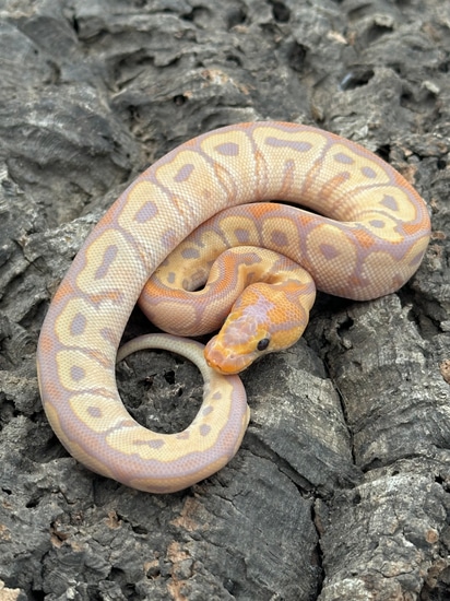 Clown Wookie Banana (Female Maker) Ball Python by Herps Etc Reptiles