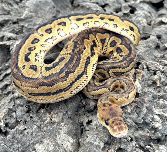 Clown Bongo Ball Python by Herps Etc Reptiles